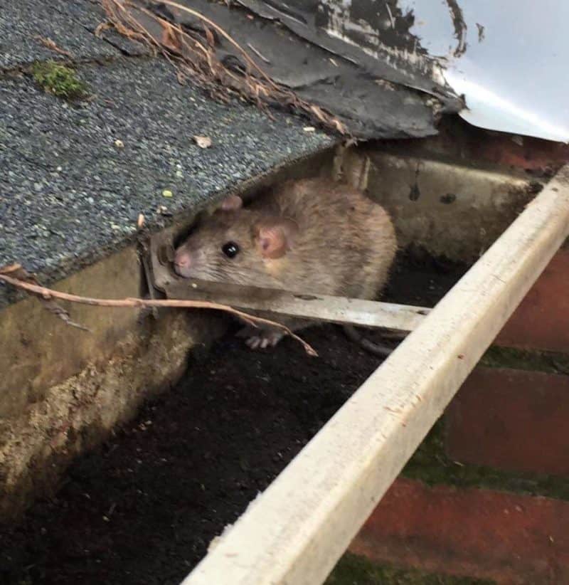 Seattle Rodent Control | Rats & Mice | Eagle Pest Eliminators