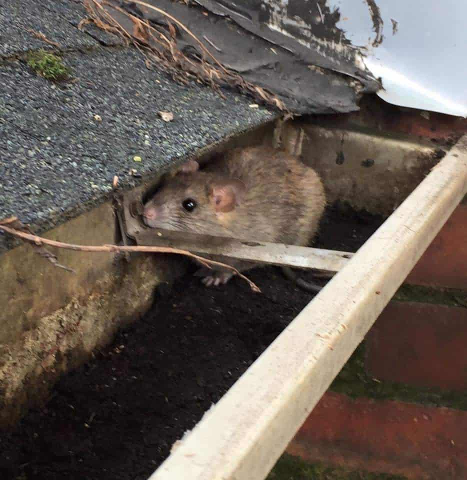 Seattle Rodent Control | Rats & Mice | Eagle Pest Eliminators