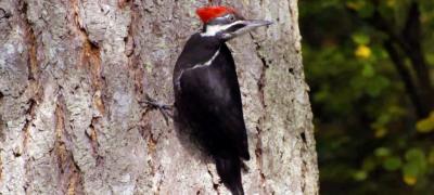 Seattle Area Pest Library - Eagle Pest Eliminators