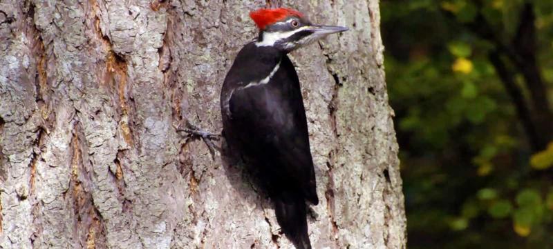 Seattle Area Pest Library - Eagle Pest Eliminators