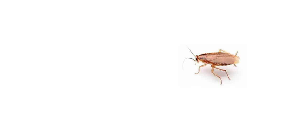 Seattle Area Pest Library - Eagle Pest Eliminators