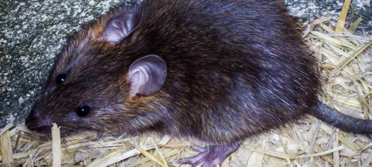 Seattle Area Pest Library - Eagle Pest Eliminators